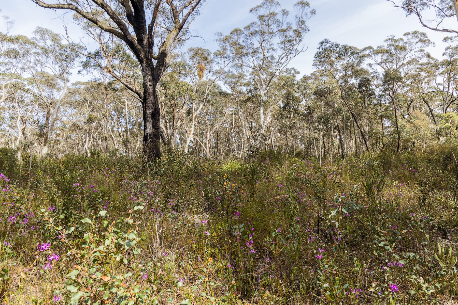 Broad Swamp Carpark – Broad Swamp Loop Walk – Camp Road | Wild ...
