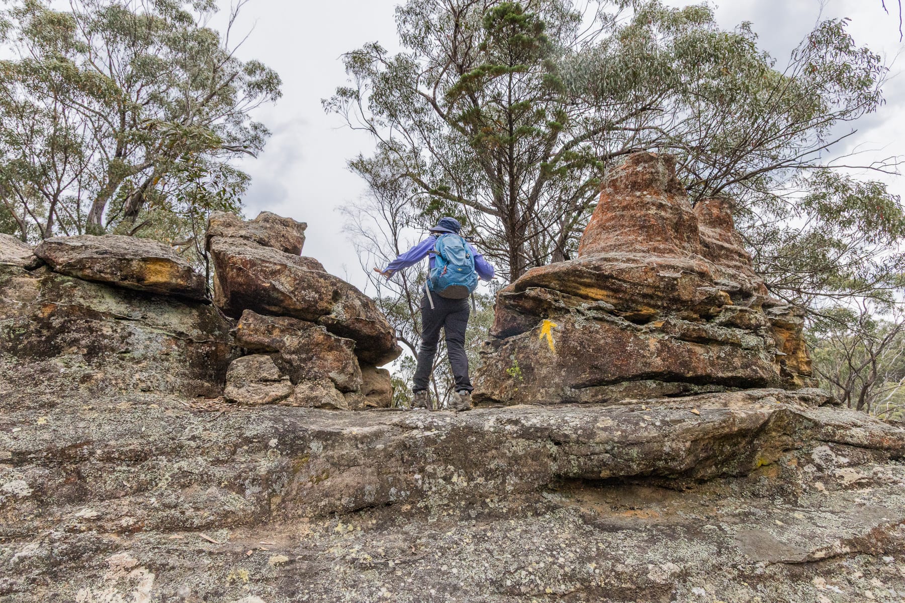 The Sydney Peppermint Walk – Orchid Rock – Camel Rock | Wild Adventures ...
